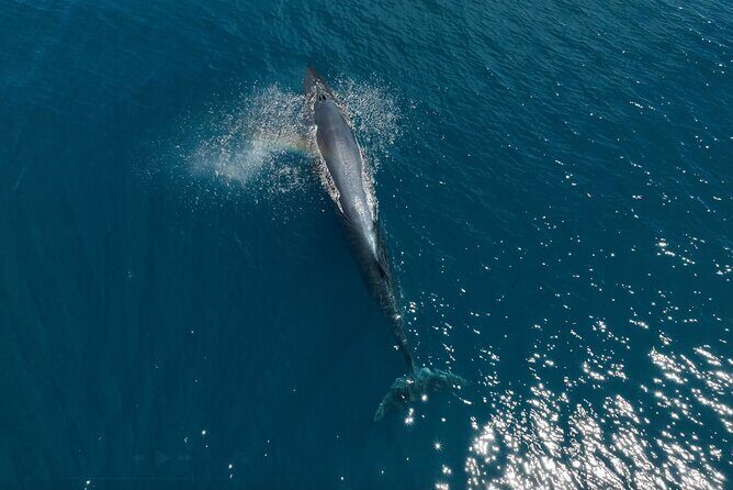Full Day Wildlife Expedition in the Sea of Cortez - Snorkeling and Marine Observation