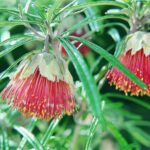 Full-Day Yanchep National Park, Cave & Hillarys - Authentic Experiences and Real Feedback