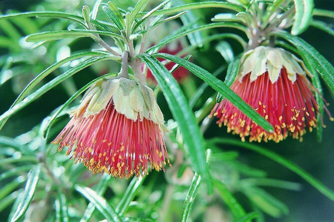 Full-Day Yanchep National Park, Cave & Hillarys - Authentic Experiences and Real Feedback