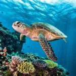 Full-dayTurtle Adventure: ATV, Zipline, Cenote & Turtle Swim - Who This Tour Is Best For