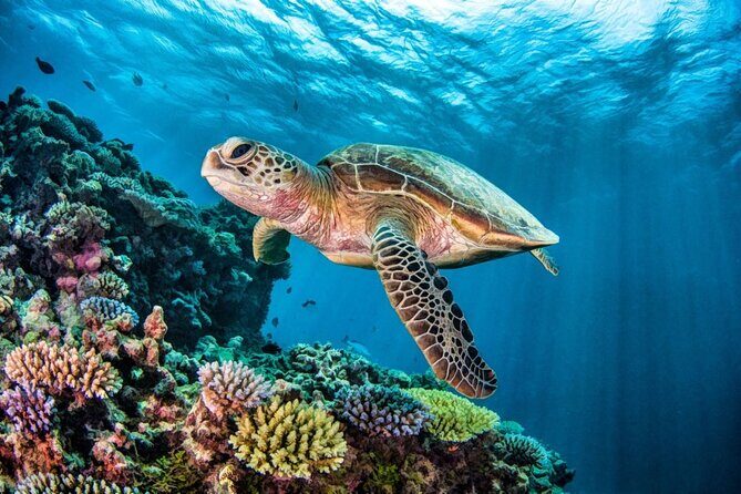 Full-dayTurtle Adventure: ATV, Zipline, Cenote & Turtle Swim - Who This Tour Is Best For
