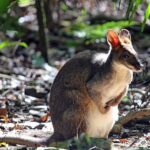 Fully Inclusive Blue Mountains Private Tour inc Scenic World & Featherdale Entry - Final Thoughts