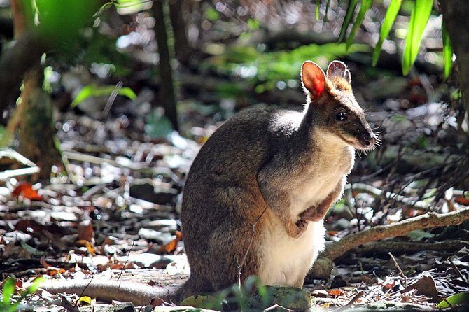 Fully Inclusive Blue Mountains Private Tour inc Scenic World & Featherdale Entry - Final Thoughts
