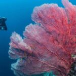 Fun Boat Dive for certified diver - An In-Depth Look at the Experience