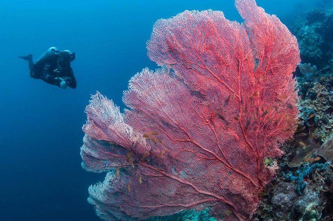 Fun Boat Dive for certified diver - An In-Depth Look at the Experience