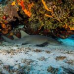 FunDiving in Cozumel - By Ferry - 2 Tanks in the wonderful Caribbean sea - What Do You Need to Know Before Booking?