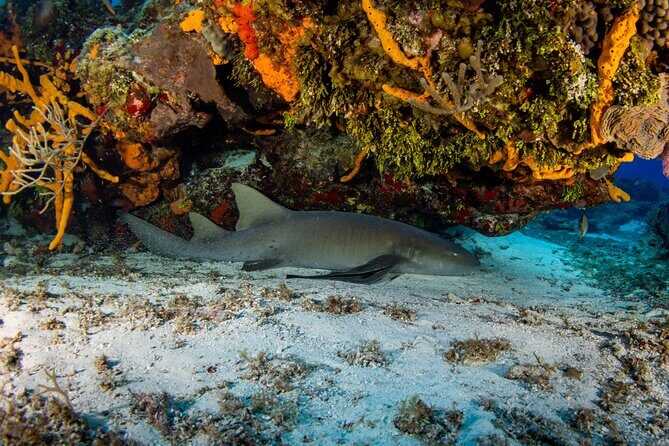 FunDiving in Cozumel - By Ferry - 2 Tanks in the wonderful Caribbean sea - What Do You Need to Know Before Booking?