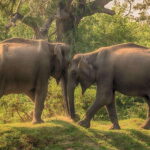 Galle: All Inclusive Morning Leopard Safari in Yala -Private - The Itinerary in Detail