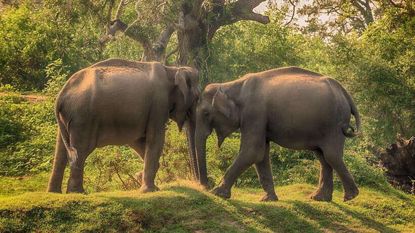 Galle: All Inclusive Morning Leopard Safari in Yala -Private - The Itinerary in Detail