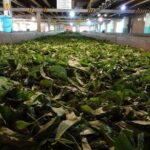 Galle and Bentota Day Excursion From Colombo - Key Points