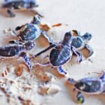 Galle Day Tour From Galle - Turtle Conservation at Hikkaduwa