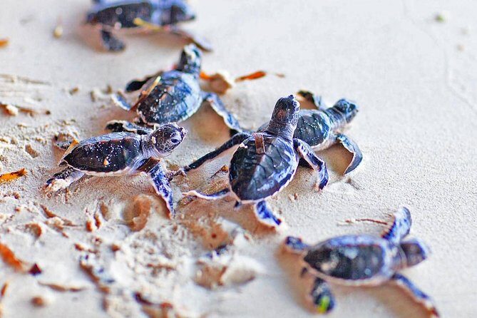 Galle Day Tour From Galle - Turtle Conservation at Hikkaduwa