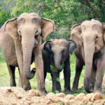 Galle/Hikkaduwa/Bentota/Kosgoda: Yala National Park Safari - What’s Included & Why It Matters