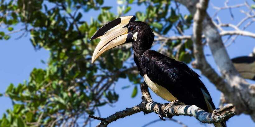 Galle/Mirissa: Yala & Udawalawe Safari Day Trip with Picnic - How the Experience Balances Value and Authenticity