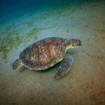 Galle Private Day Tours with Sea Turtles visit & Boat Safari - Exploring Galle Fort and the City
