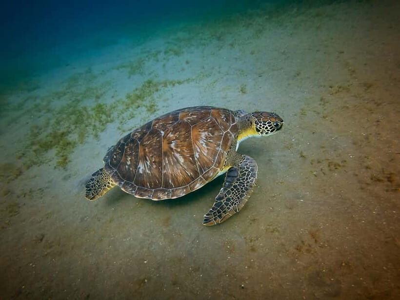 Galle Private Day Tours with Sea Turtles visit & Boat Safari - Exploring Galle Fort and the City