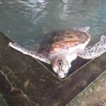 Galle sightseeing tour - Turtle Sanctuary and Ocean Views