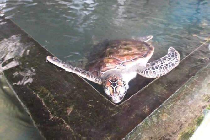 Galle sightseeing tour - Turtle Sanctuary and Ocean Views