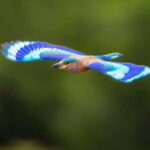 Galle to Udawalawe: Sinharaja Birdwatching Tour with Lunch - Value & What Travelers Say