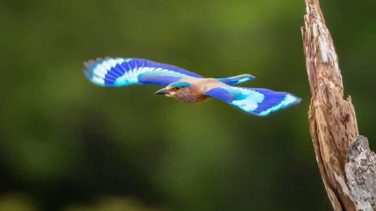 Galle to Udawalawe: Sinharaja Birdwatching Tour with Lunch - Value & What Travelers Say