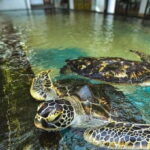 Galle Transfer Tour from Colombo/Negombo - A Day in the Life of the Tour: Breaking Down the Itinerary