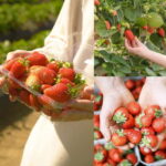 Gamaksan & IceWall Cafe & Eunpyeong HanokVillage & Jingwansa - Exploring Gamaksan Suspension Bridge