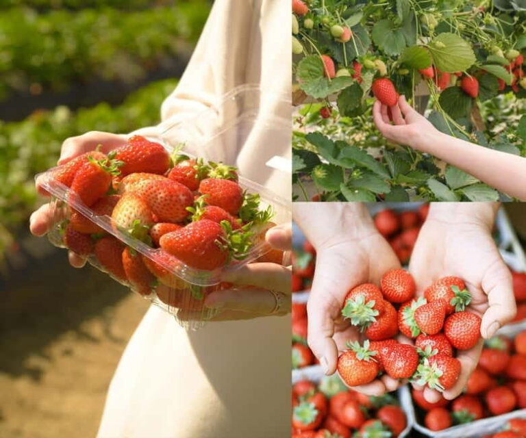 Gamaksan & IceWall Cafe & Eunpyeong HanokVillage & Jingwansa - Exploring Gamaksan Suspension Bridge