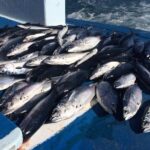 Game Fishing and Trolling around Phuket - What the Tour Includes and What It Doesn’t