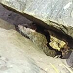 Garbage and Rats in New York City Walking Tour - Key Points