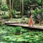 Garden of Sleeping Giant with Tifajek Mudpool Hotspring Tour - The Rainforest Walk and Lookouts