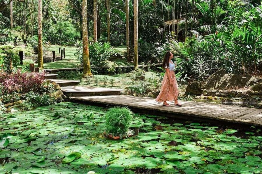 Garden of Sleeping Giant with Tifajek Mudpool Hotspring Tour - The Rainforest Walk and Lookouts