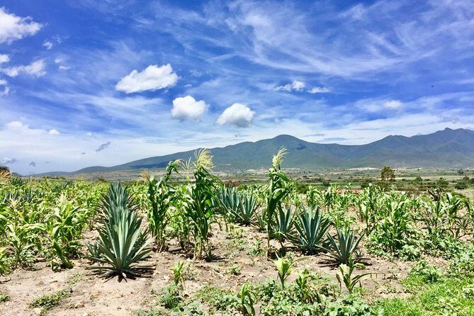 Gastronomy Experience, Culture Mezcal,Tasting & Textiles. Private Tour. - Overall Value and Experience