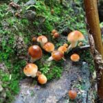 Gatlinburg: Smoky Mountains Fall Foliage Guided Tour - Who Will Enjoy This Tour?