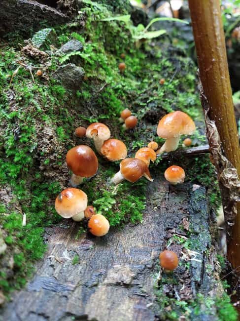 Gatlinburg: Smoky Mountains Fall Foliage Guided Tour - Who Will Enjoy This Tour?