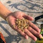 George Town: Balik Pulau Countryside Morning Cycling Tour - Who Will Love This Tour?