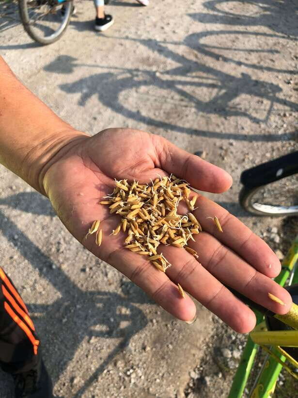 George Town: Balik Pulau Countryside Morning Cycling Tour - Who Will Love This Tour?