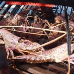 Geraldton Lobster Pot Pull - Discovering Geraldtons Lobster Industry