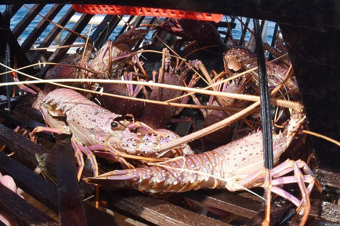 Geraldton Lobster Pot Pull - Discovering Geraldtons Lobster Industry
