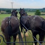 Gettysburg: Horse-Drawn Carriage Tour Countryside & Orchards - What Makes This Tour Stand Out?