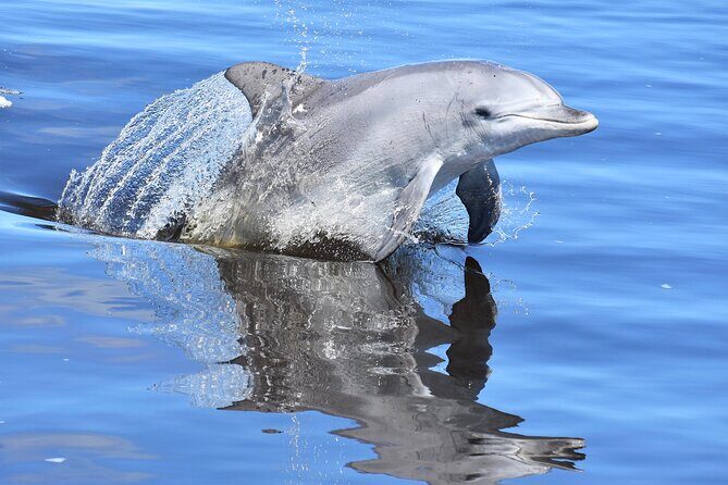 Giant and Dolphin Sightseeing Cruise in Mandurah - What Guests Are Saying
