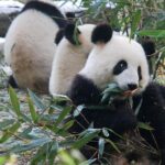 Giant Panda and Buddha 1 day tour - A Day with Pandas and the Giant Buddha: What to Expect