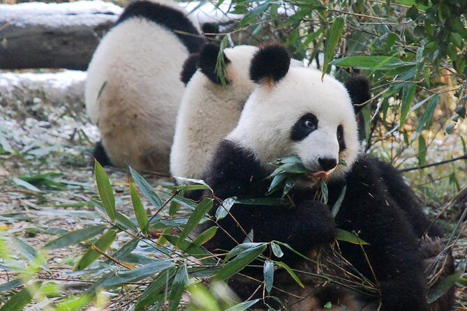 Giant Panda and Buddha 1 day tour - A Day with Pandas and the Giant Buddha: What to Expect