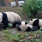 Giant Panda and Leshan Buddha Day Trip from Chengdu - Why This Tour Offers Great Value