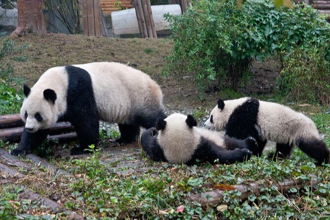 Giant Panda and Leshan Buddha Day Trip from Chengdu - Why This Tour Offers Great Value