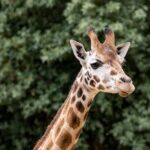 Giraffe Experience at Melbourne Zoo - excl. entry - What Reviewers Say