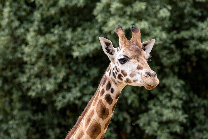 Giraffe Experience at Melbourne Zoo - excl. entry - What Reviewers Say