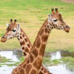 Giraffe Experience at Werribee Open Range Zoo - excl. entry - FAQ