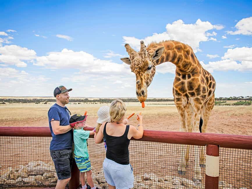 Giraffe Safari & a Day at Monarto Safari Park - Authentic Experiences and Visitor Feedback