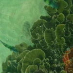 Glass Bottom Boat Ride in Trincomalee - What to Expect During the Ride