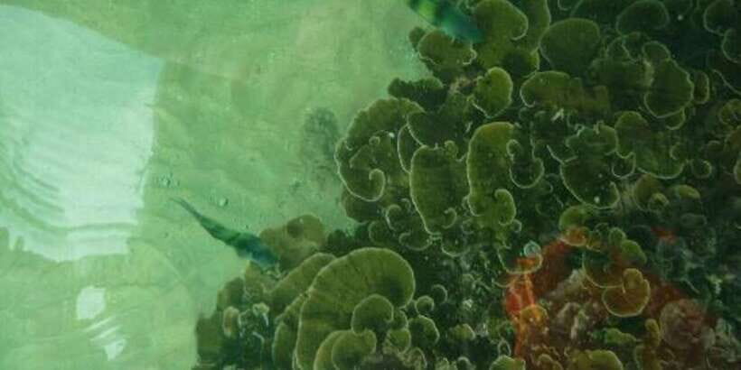 Glass Bottom Boat Ride in Trincomalee - What to Expect During the Ride